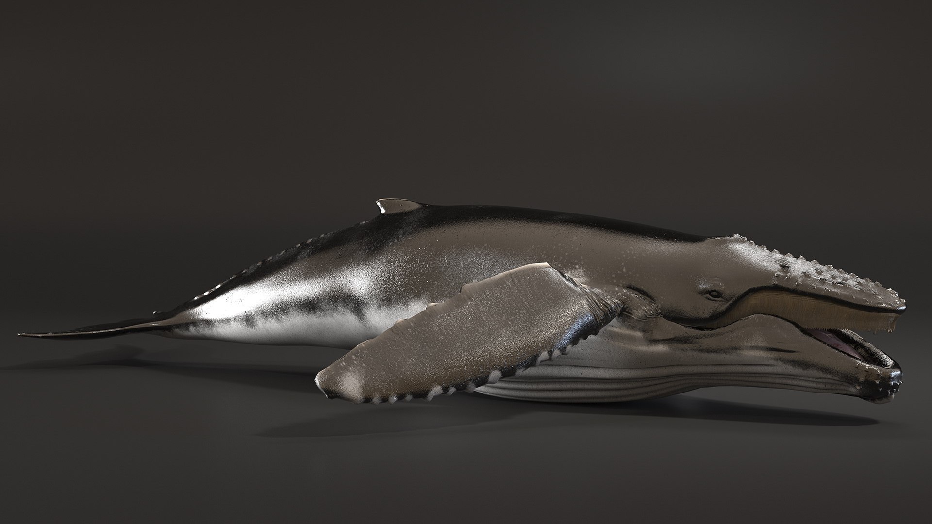 Whales Collection 2 3D Model - TurboSquid 2210628