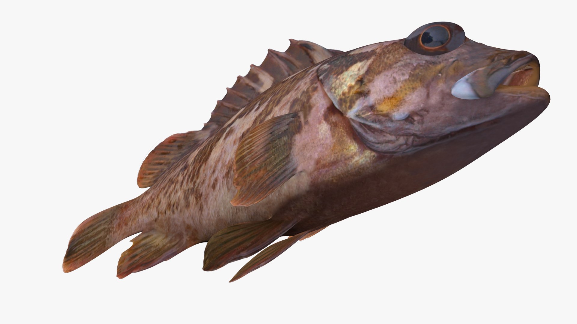 3D Model Gopher Rockfish - TurboSquid 1738361
