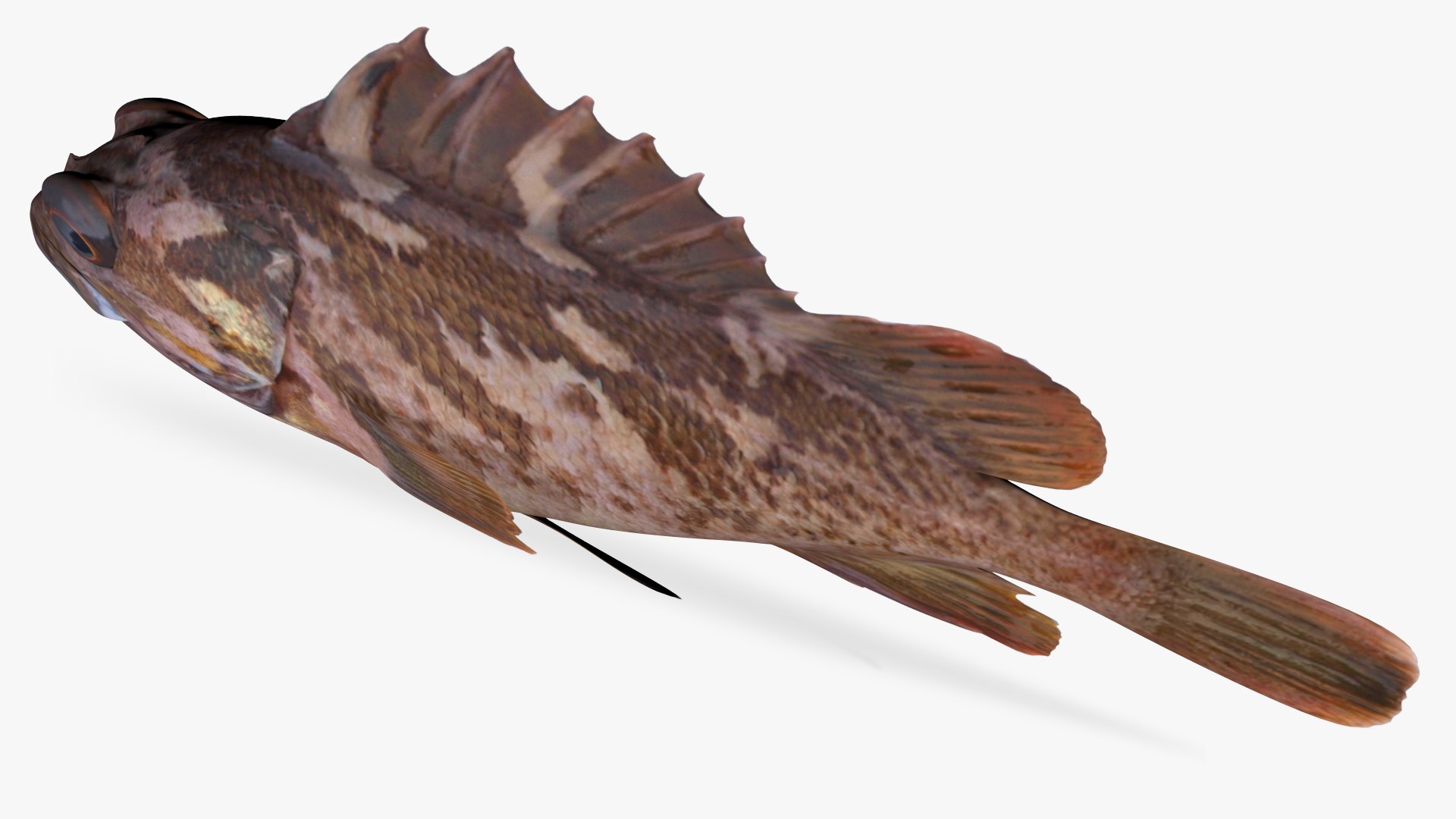 3D Model Gopher Rockfish - TurboSquid 1738361