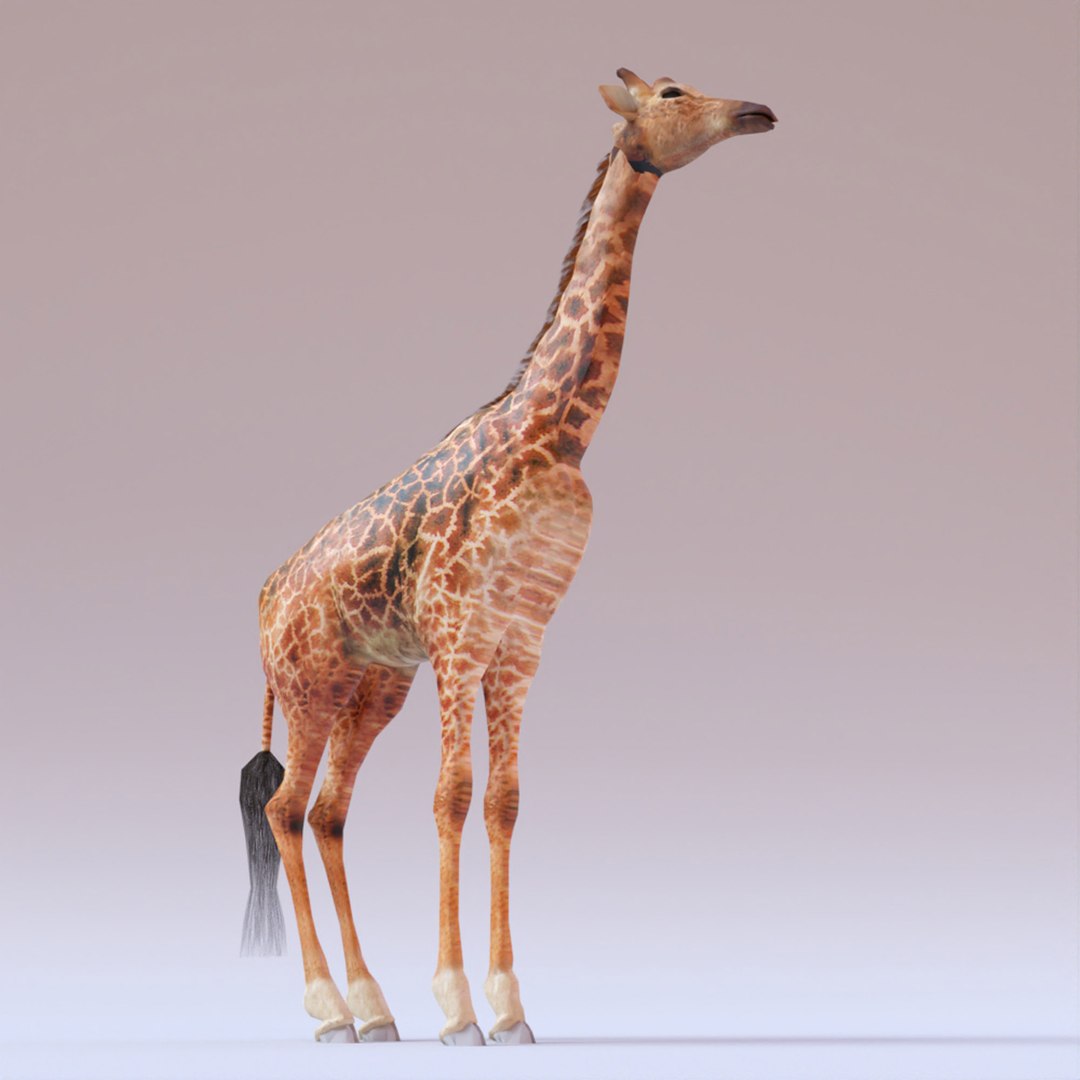 3D Model GIRAFFE - TurboSquid 2031623