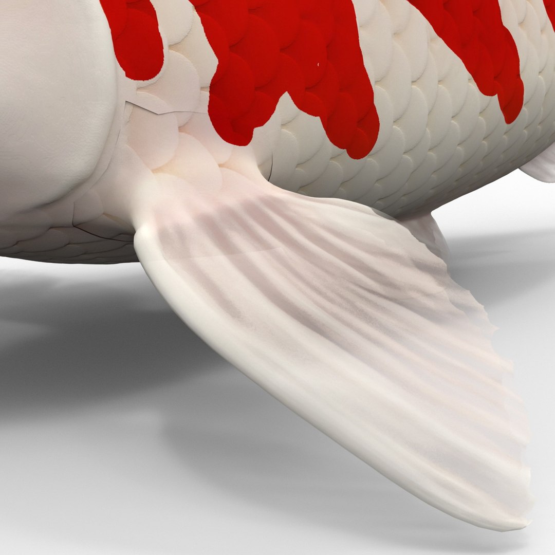 3d model koi fish