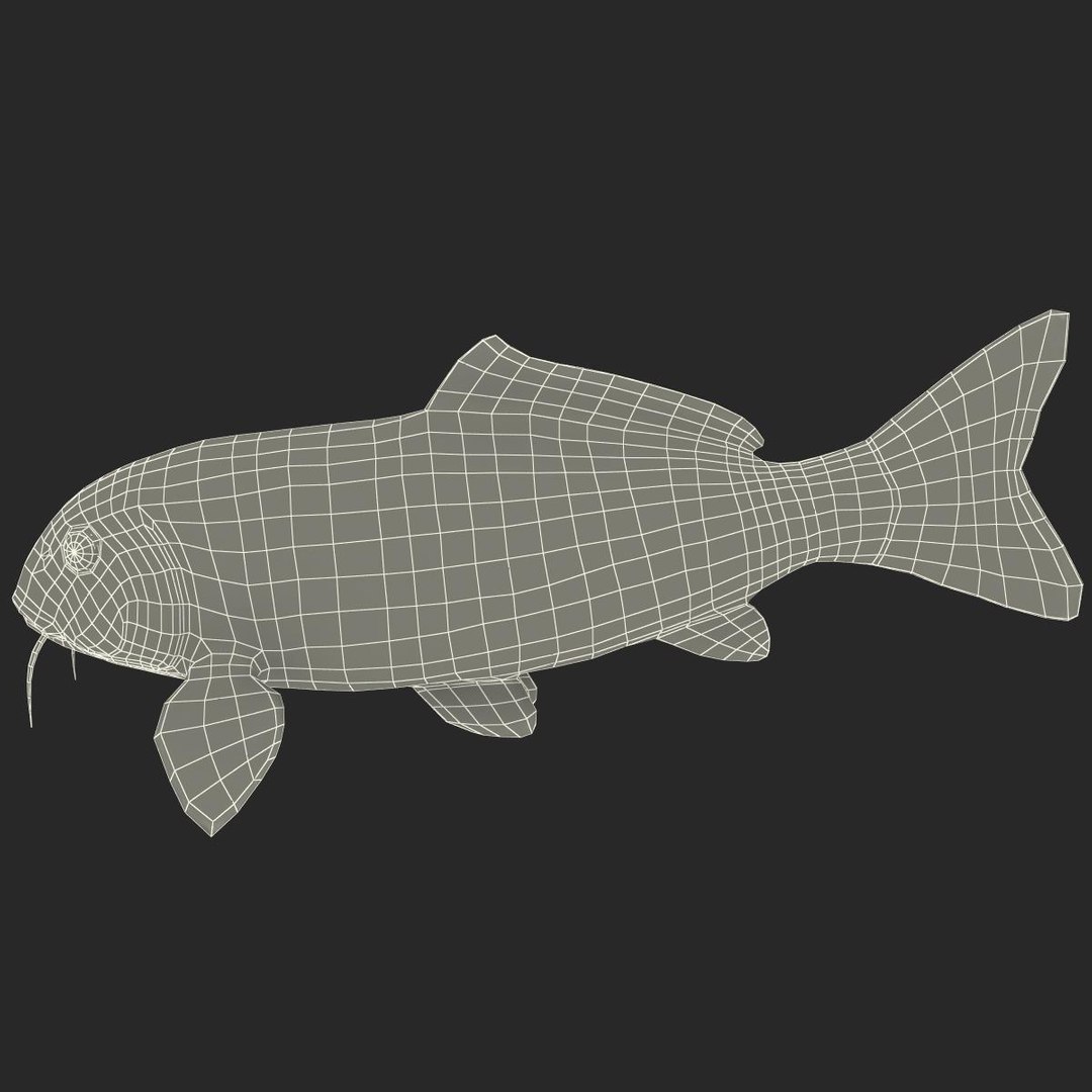 3d model koi fish