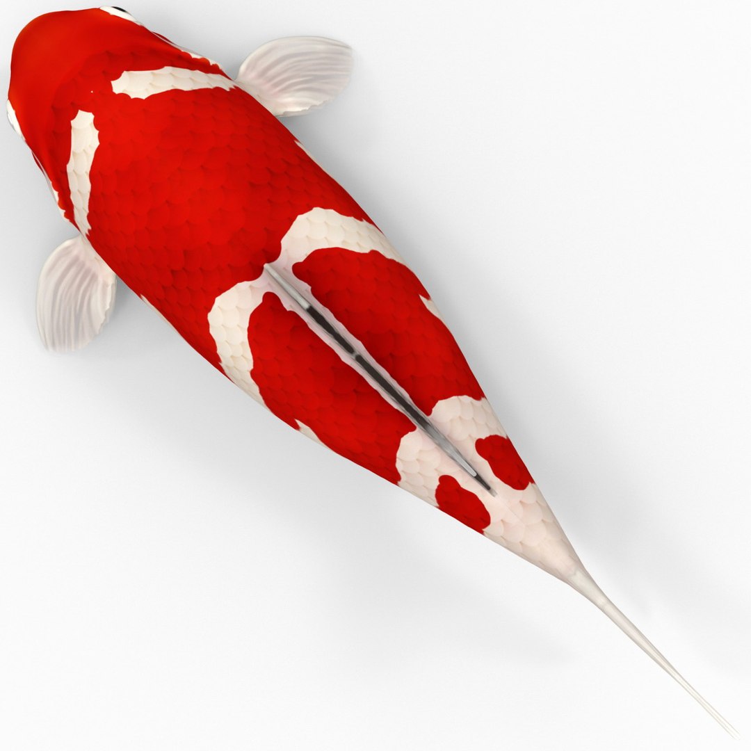 3d model koi fish