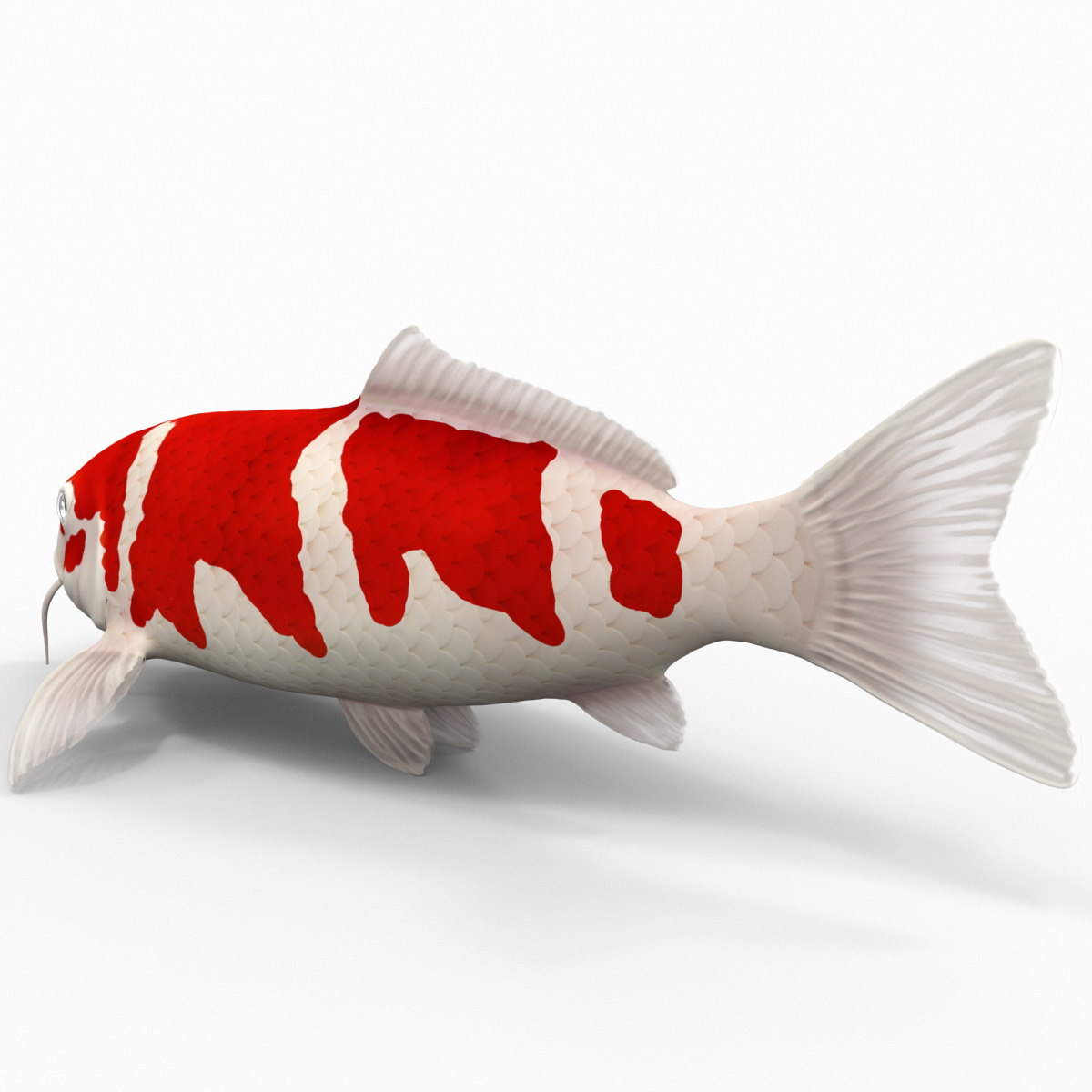 3d model koi fish