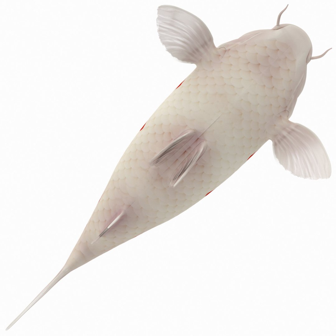 3d model koi fish