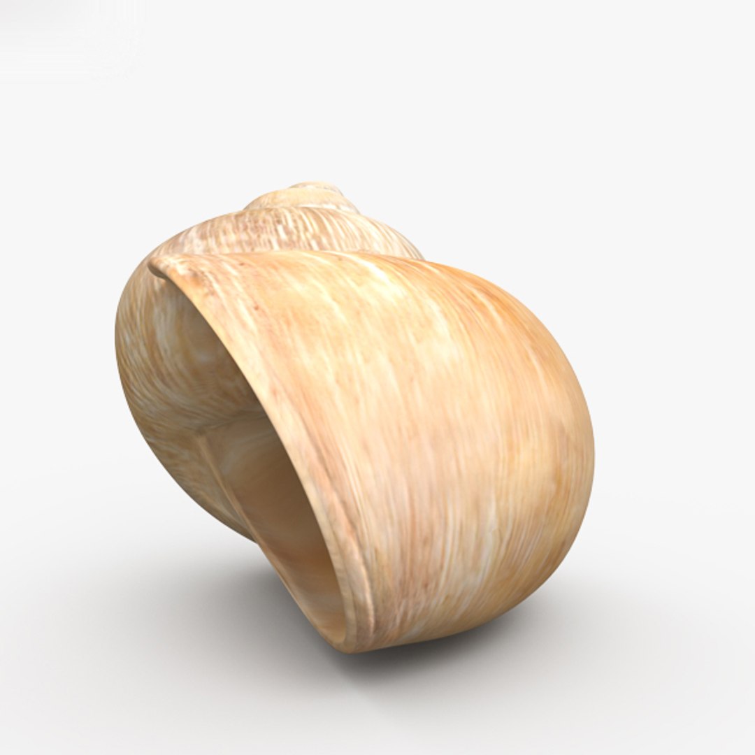 3D Snail Shell - TurboSquid 1547351