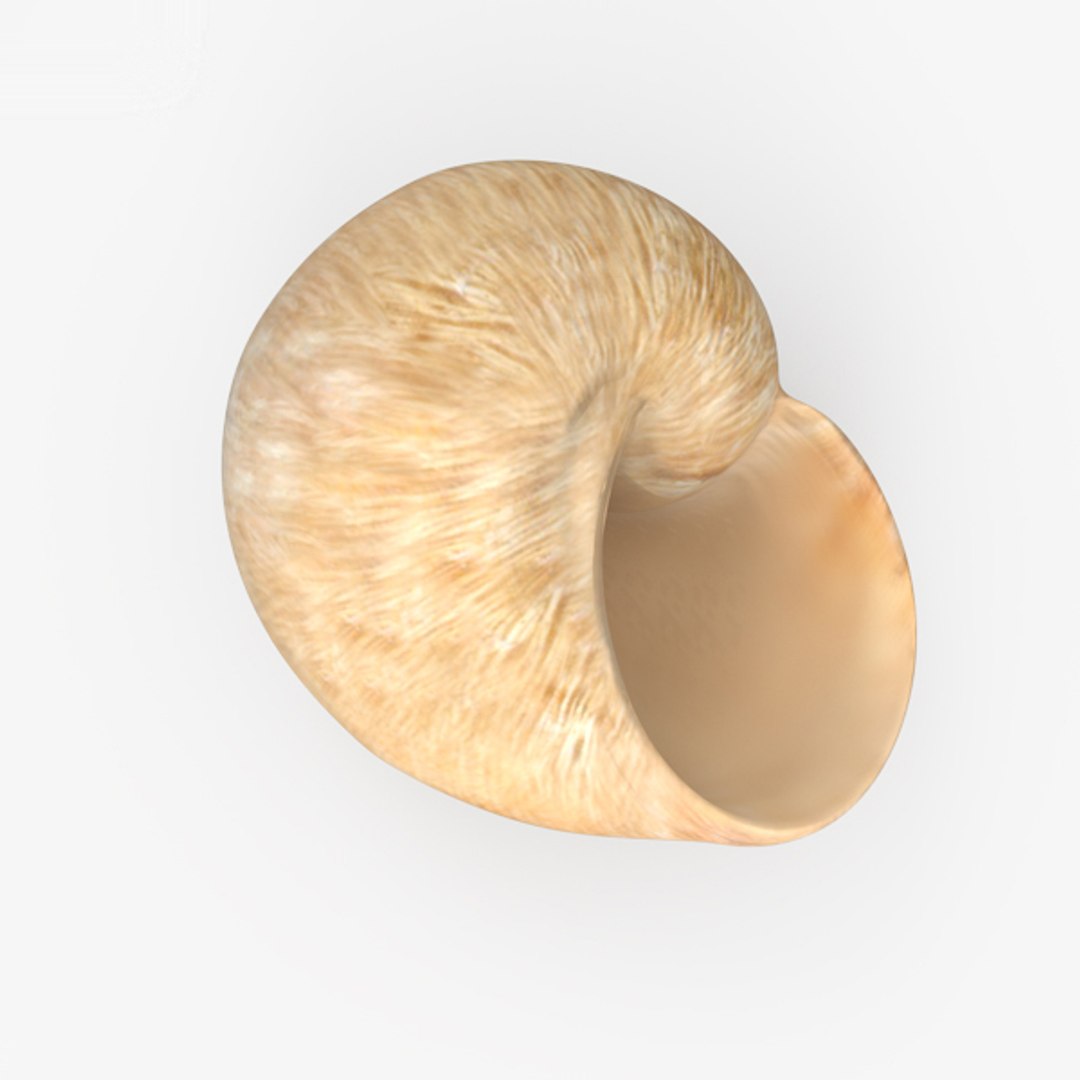 3D Snail Shell - TurboSquid 1547351