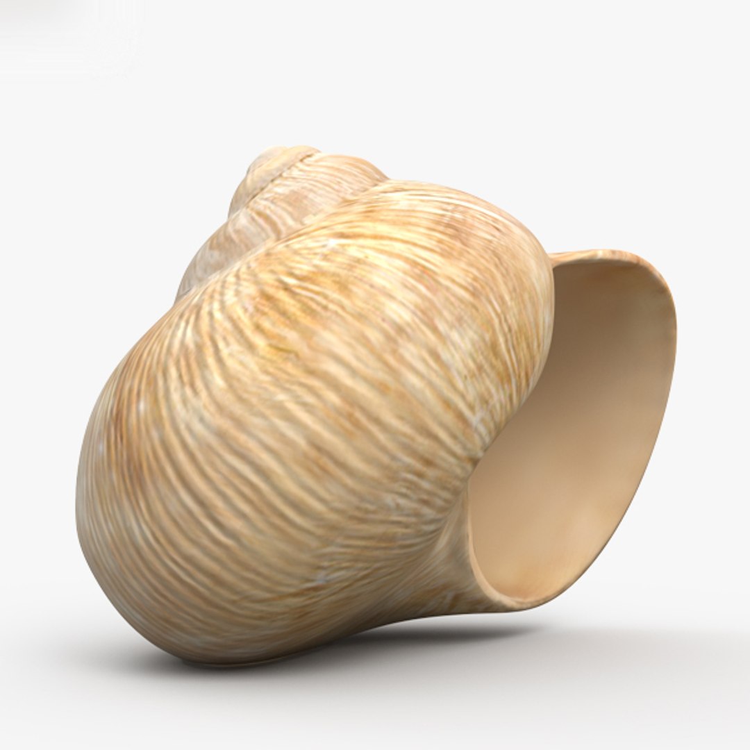 3D Snail Shell - TurboSquid 1547351
