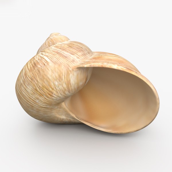 Snail Shell 3D Models for Download | TurboSquid