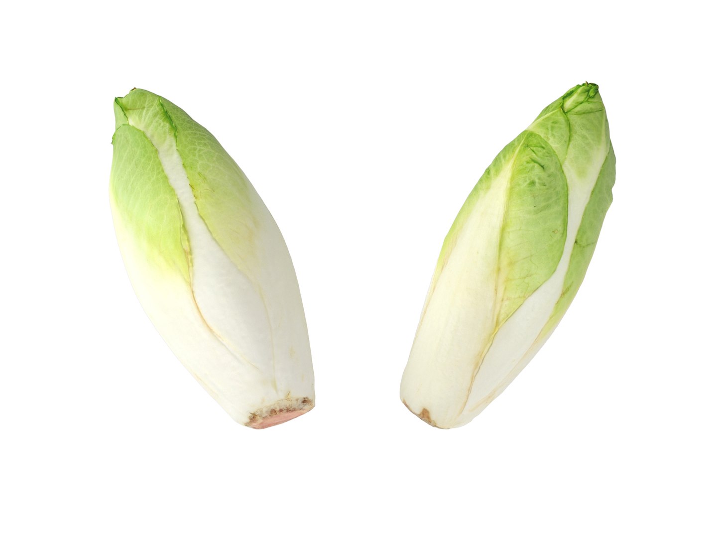 Endive Belgian 3D Model - TurboSquid 2095114