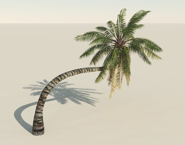 3d bent coconut tree