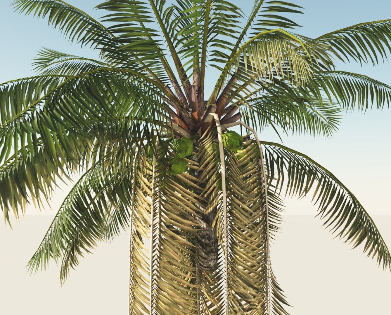 3d Bent Coconut Tree