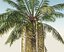 3d Bent Coconut Tree