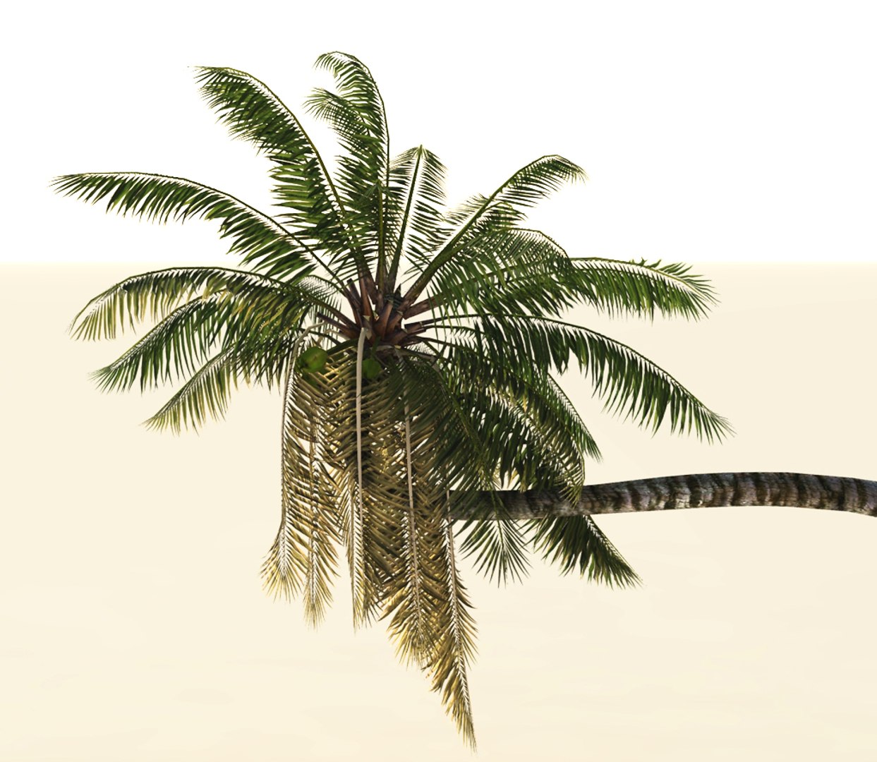 3d Bent Coconut Tree