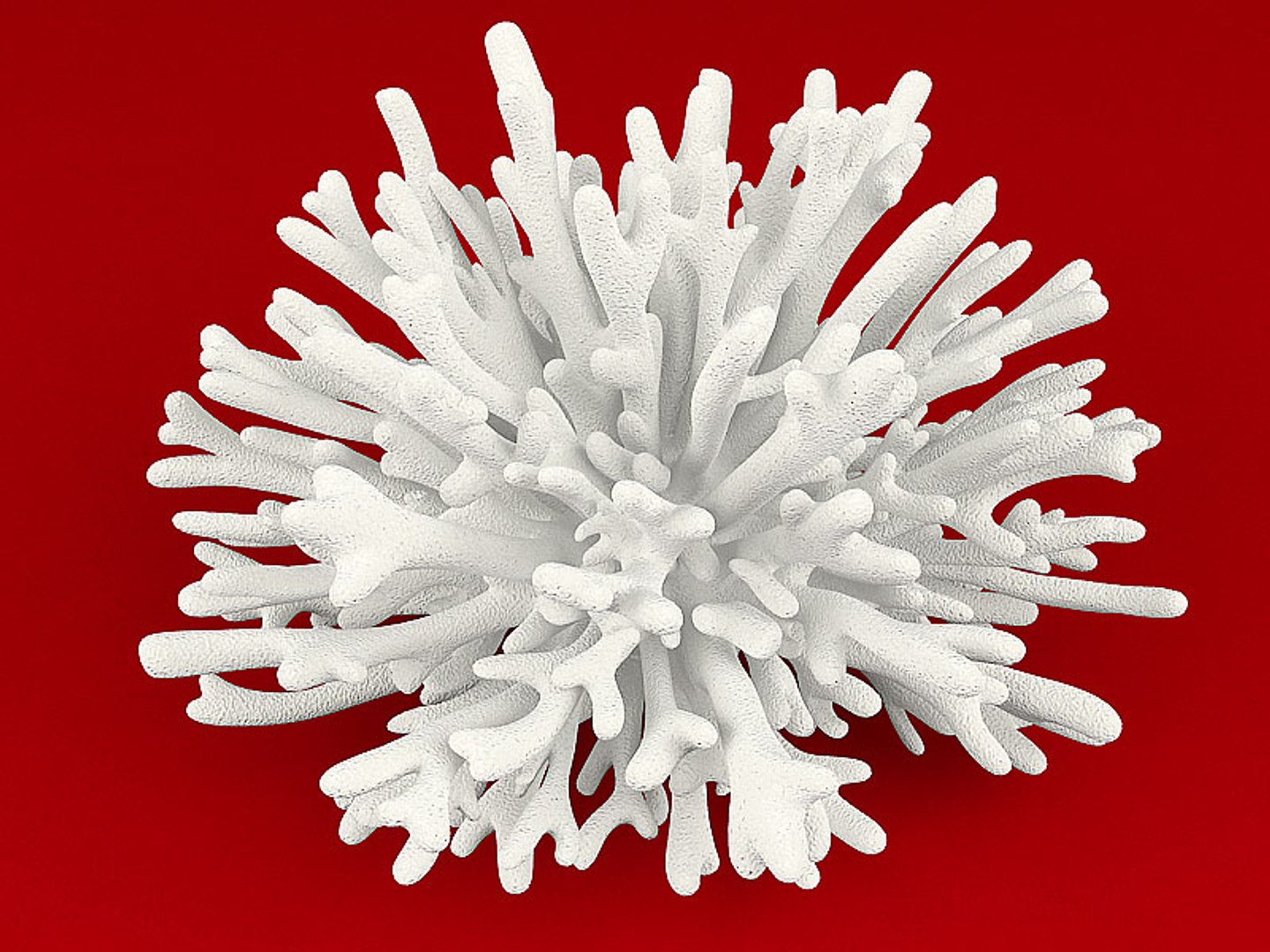 3d Coral Model