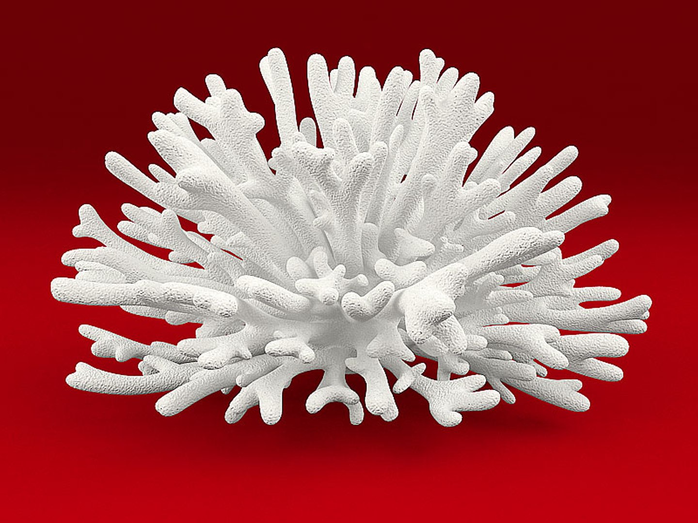 3d Coral Model