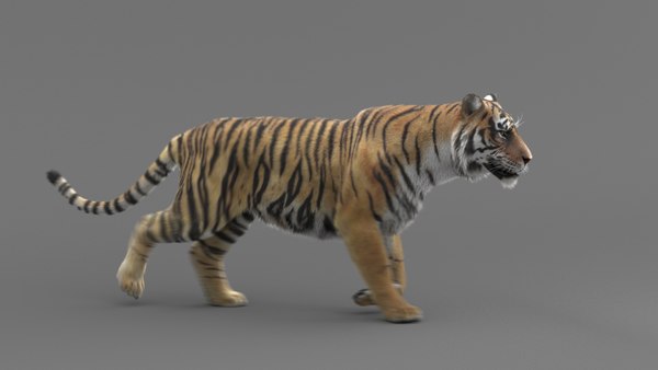 3D realistic tiger fur animators model - TurboSquid 1437350