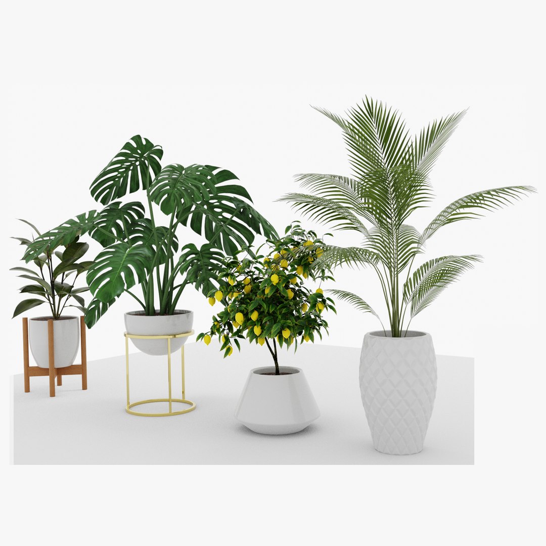 3D Potted Plants Collection model - TurboSquid 1729577