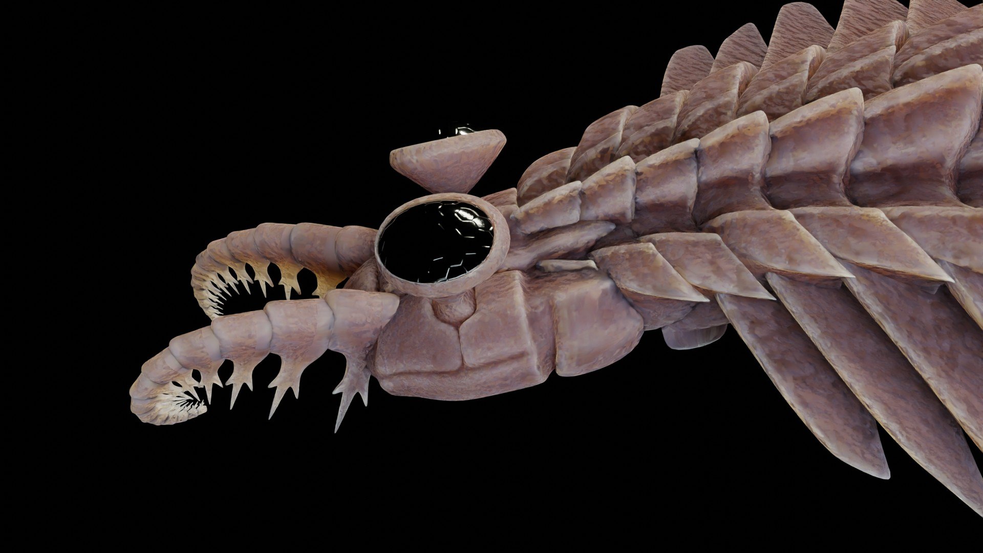 3D Anomalocaris Canadensis - TurboSquid 1982926