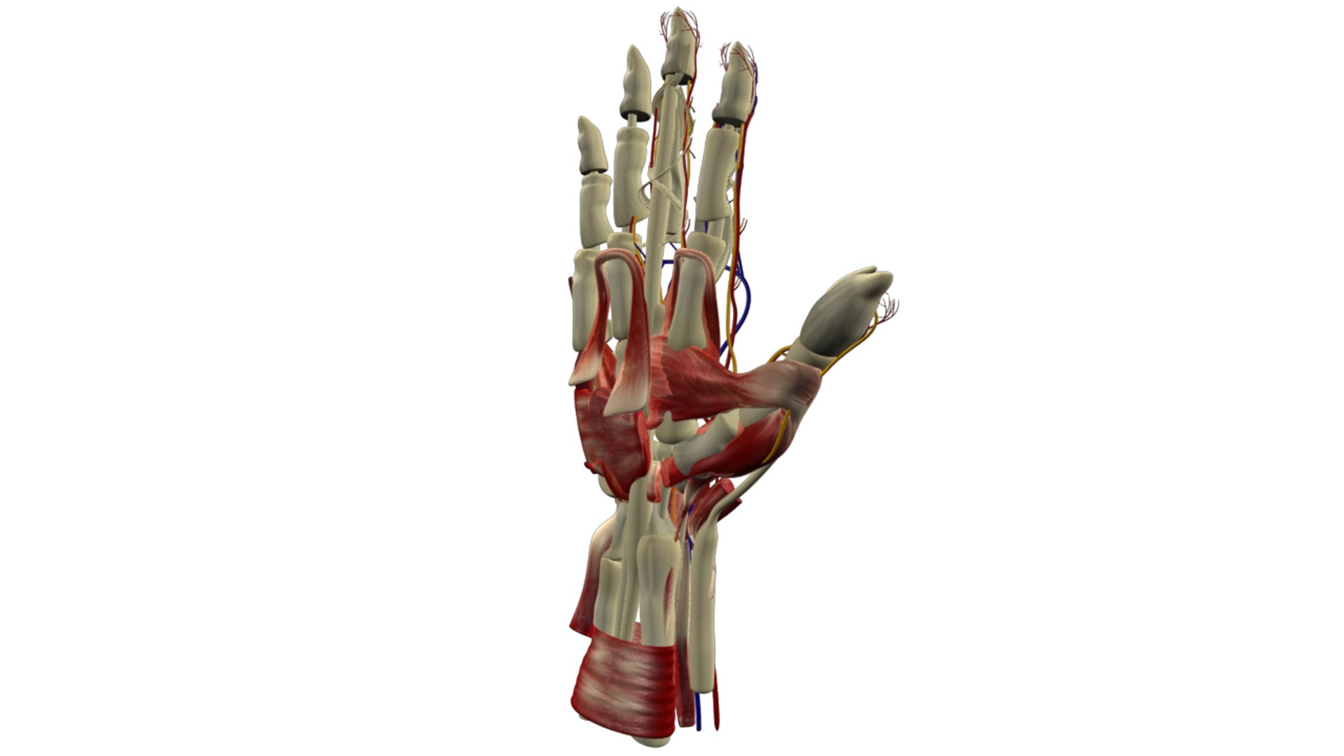 3d Hand Arm Model