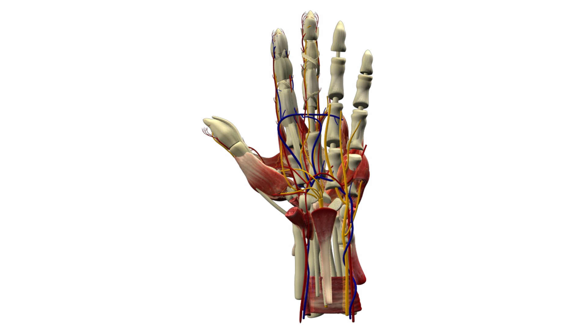 3d Hand Arm Model