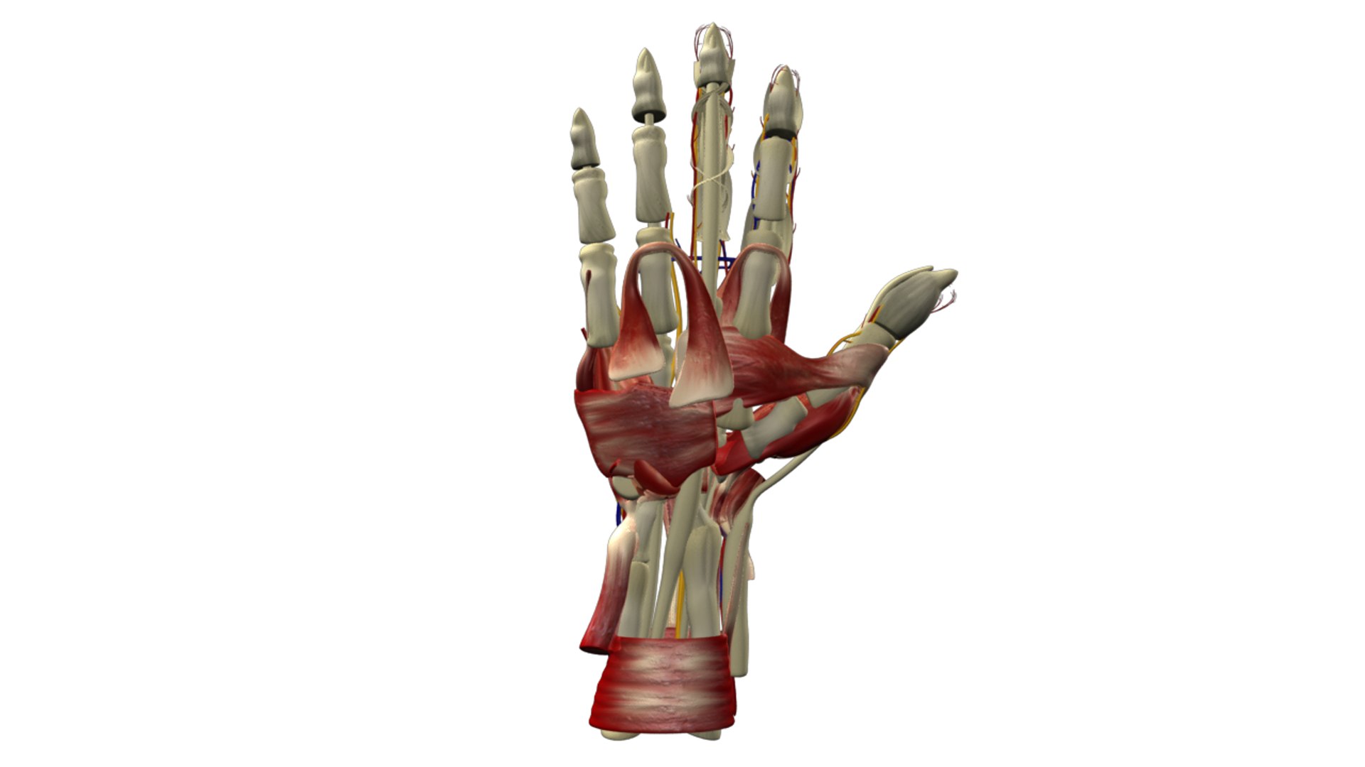 3d Hand Arm Model
