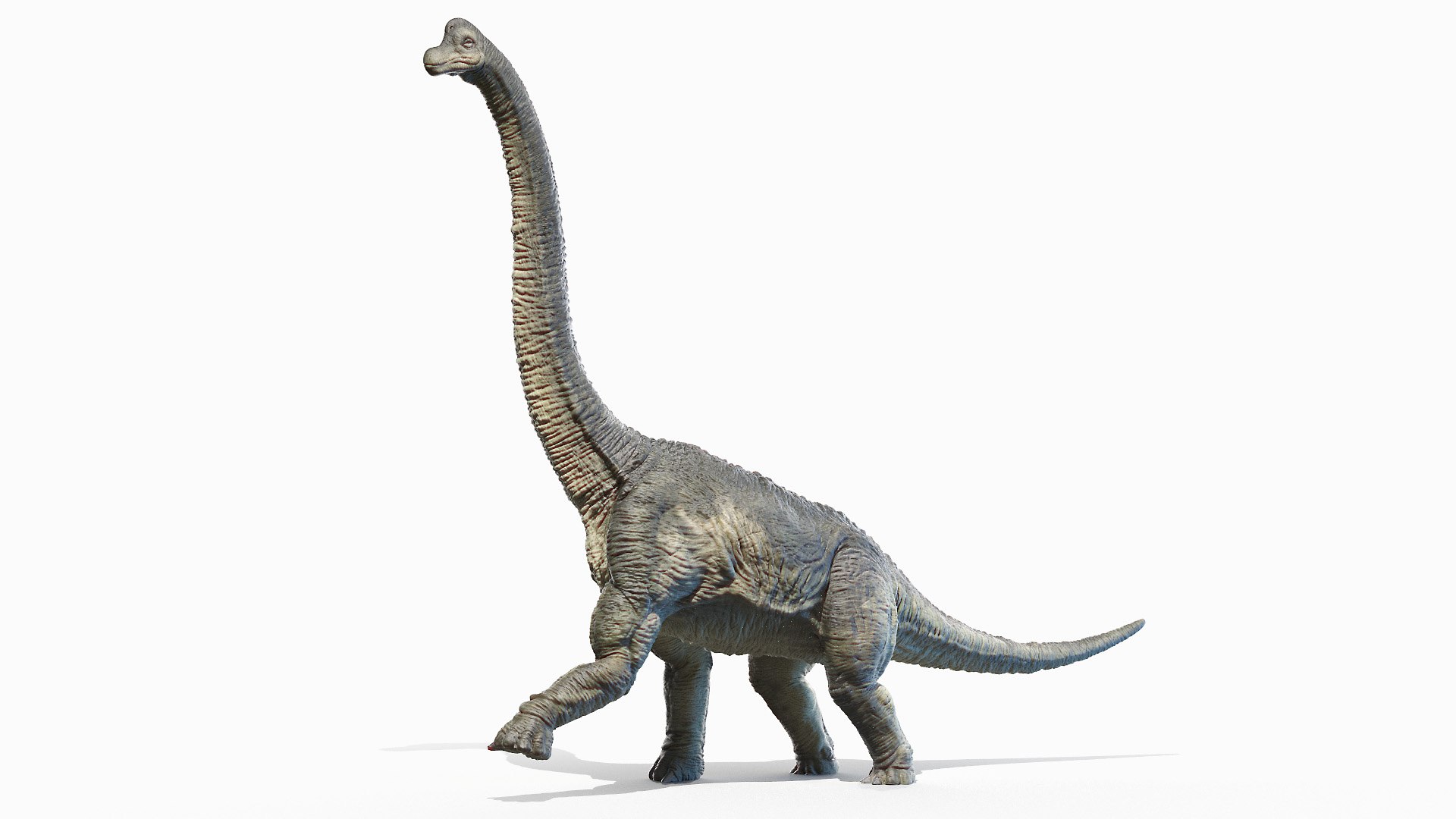 3D Brachiosaurus Model - TurboSquid 1635434