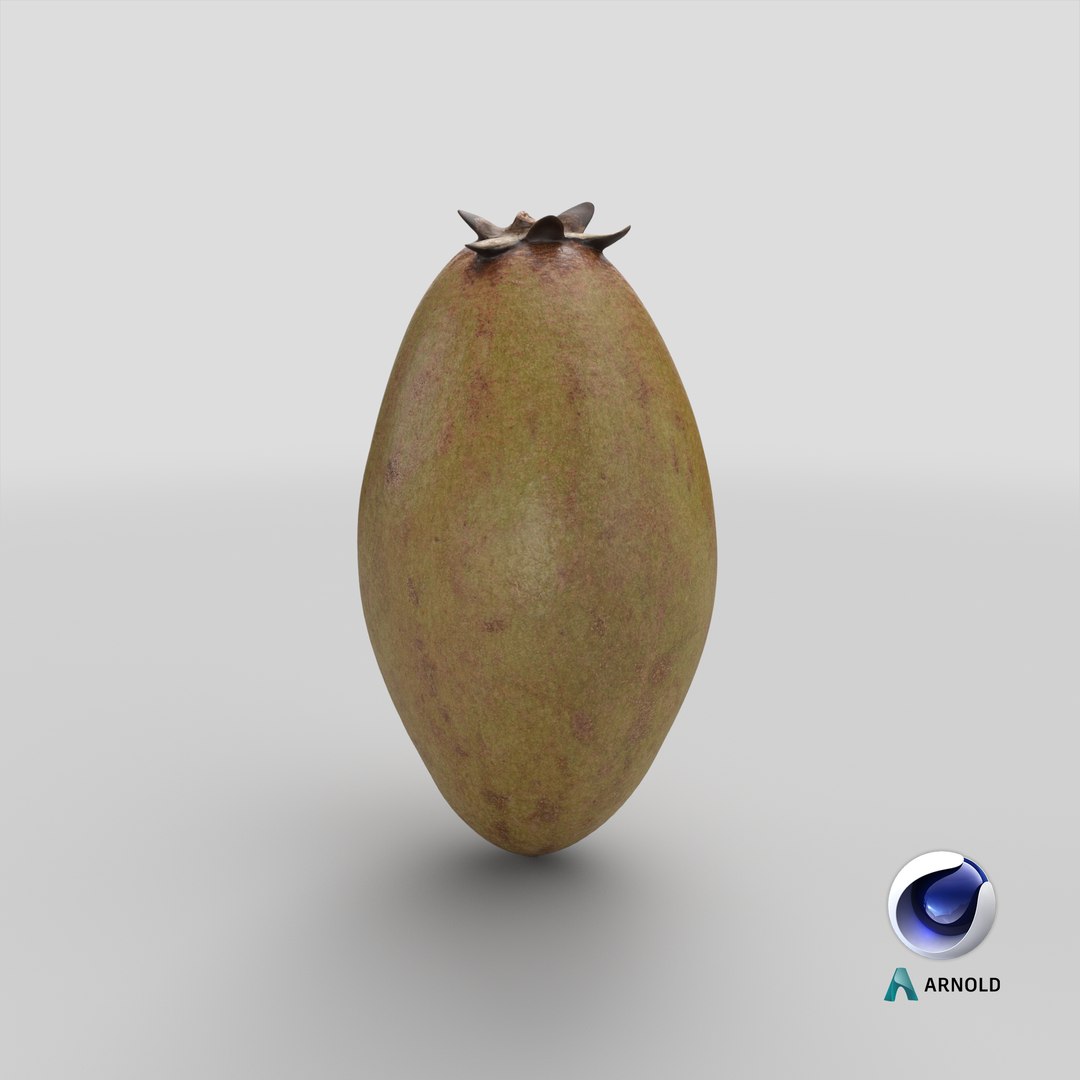 Whole Sapodilla 3D model - TurboSquid 1970123