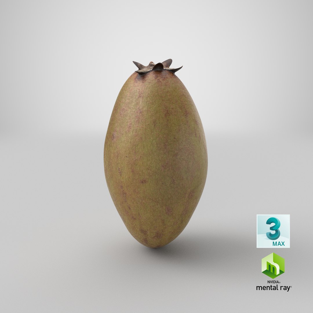 Whole Sapodilla 3D model - TurboSquid 1970123