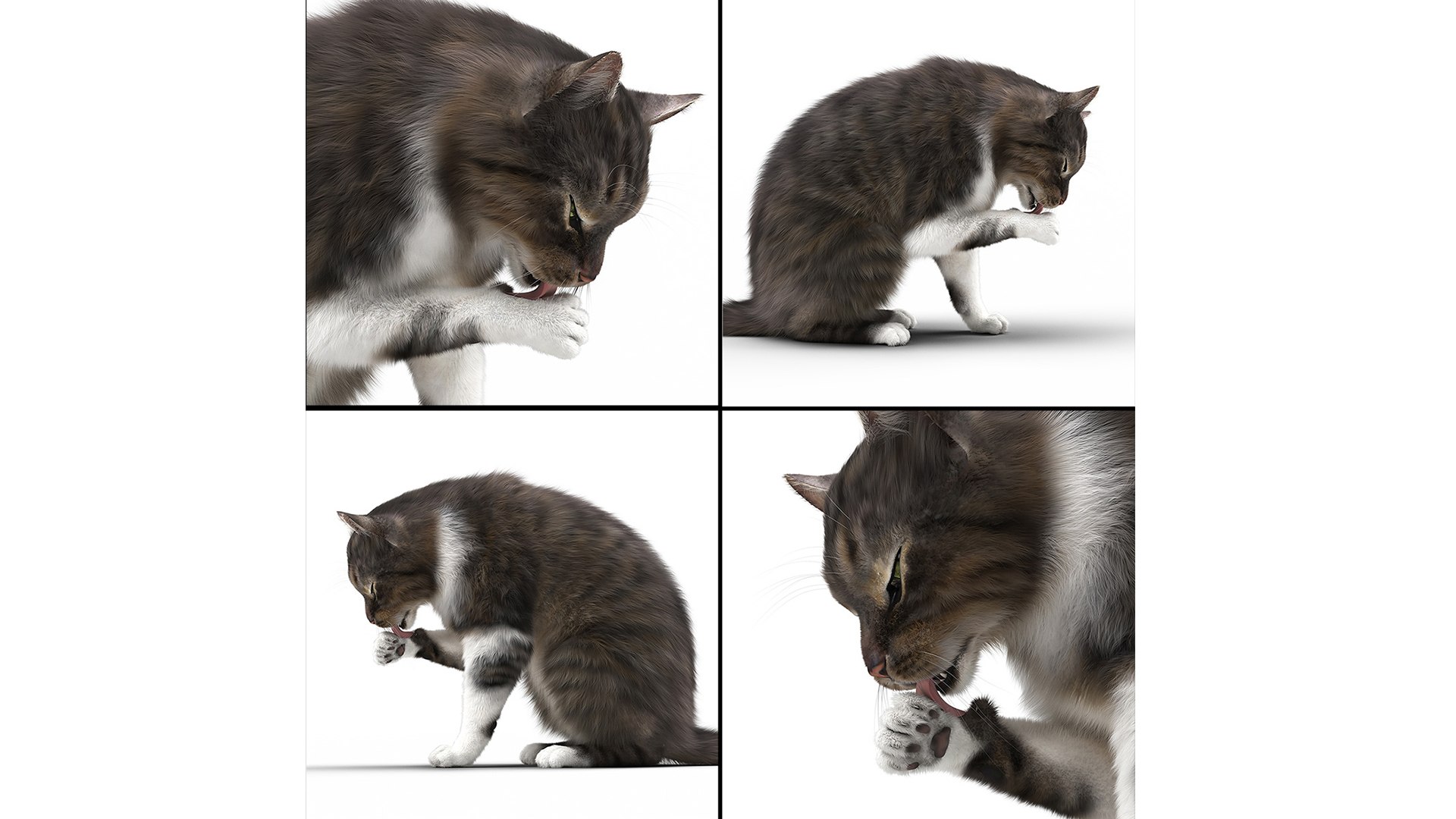 Realistic Cat 3D Model - TurboSquid 1780522