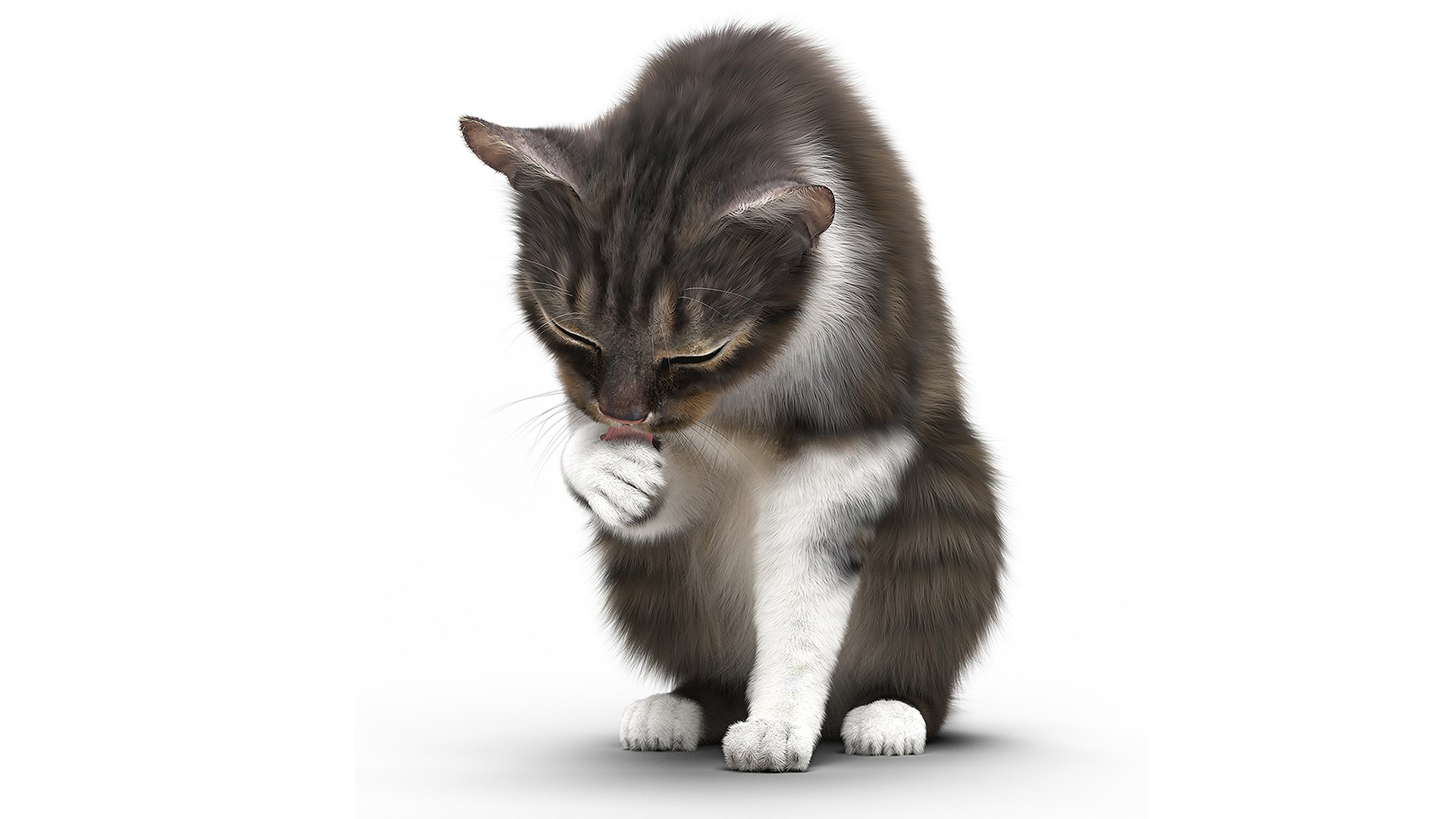 Realistic Cat 3D Model - TurboSquid 1780522