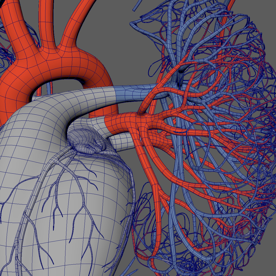 3D human circulatory - TurboSquid 1242662