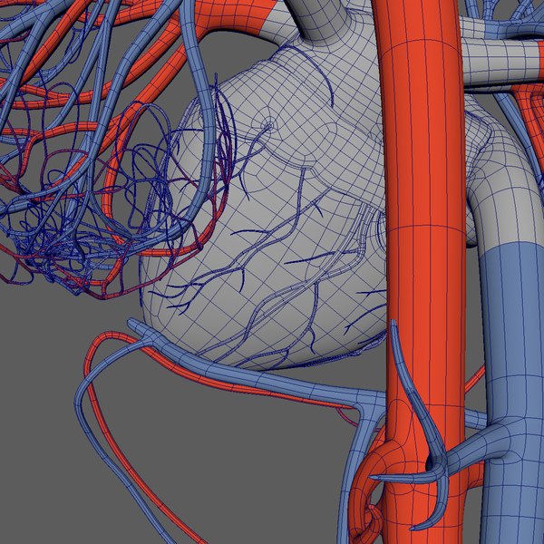 3D human circulatory - TurboSquid 1242662
