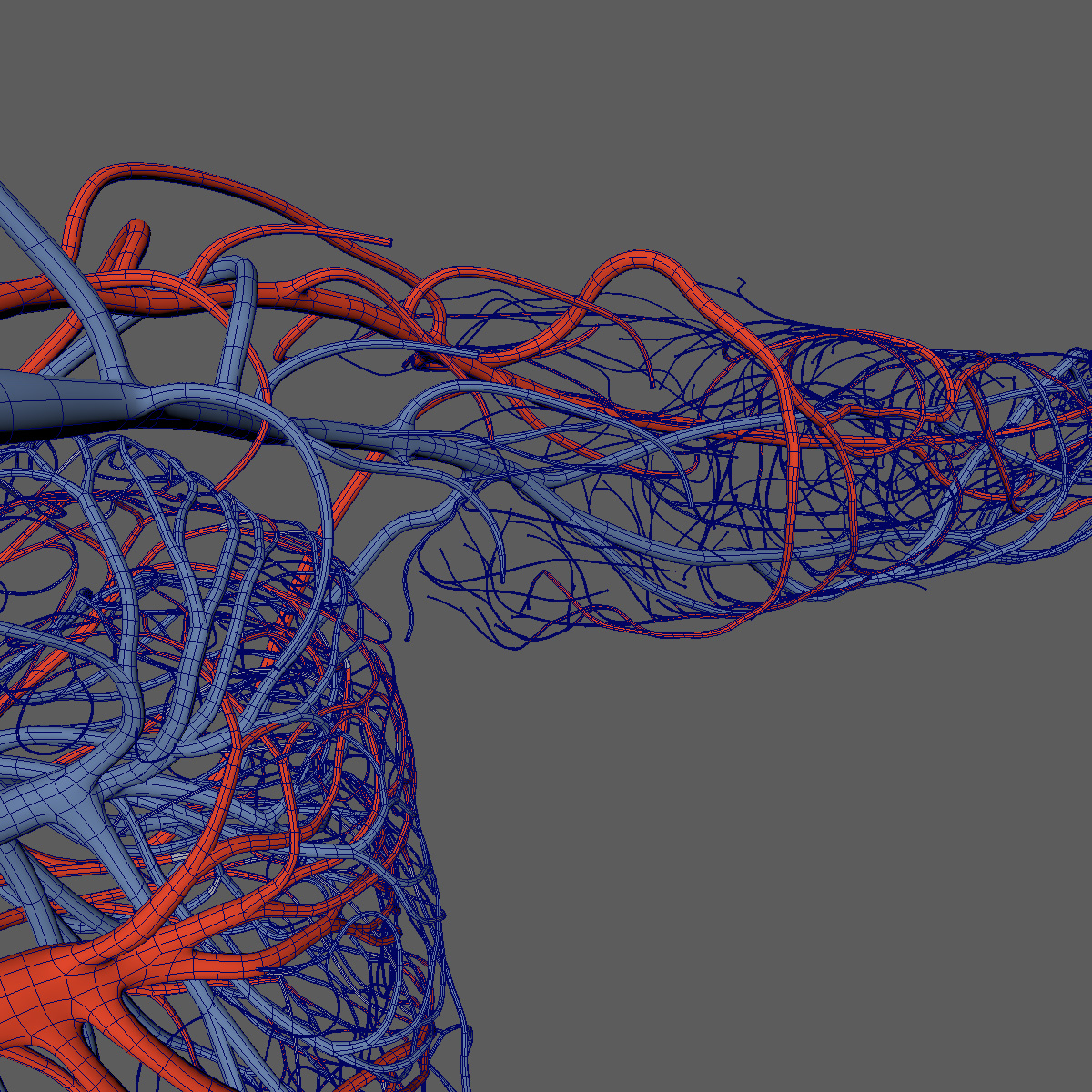 3D human circulatory - TurboSquid 1242662