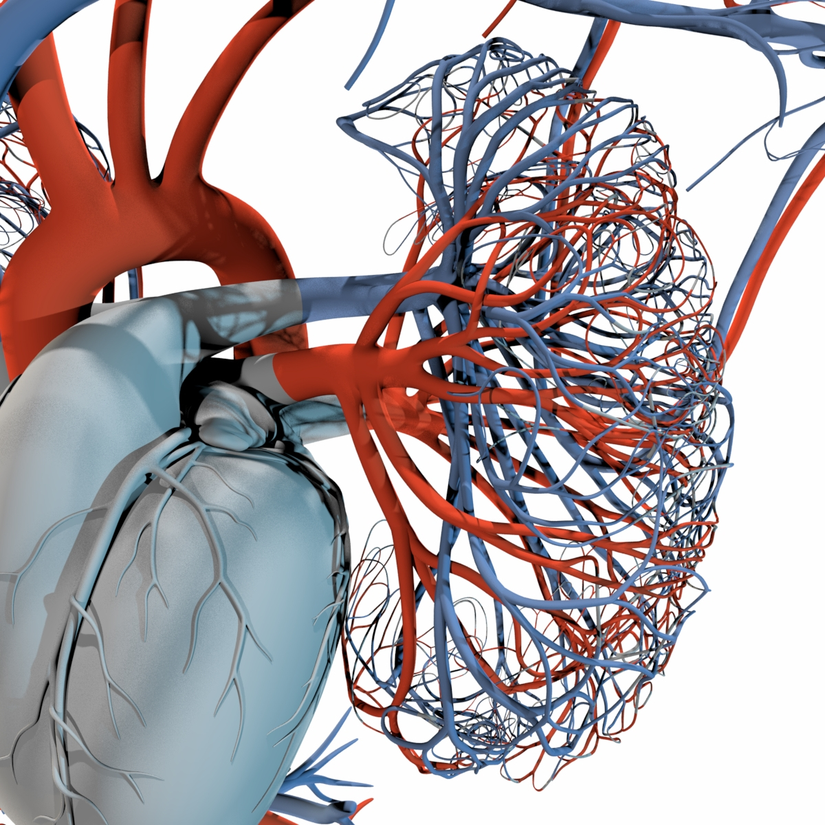 3D human circulatory - TurboSquid 1242662