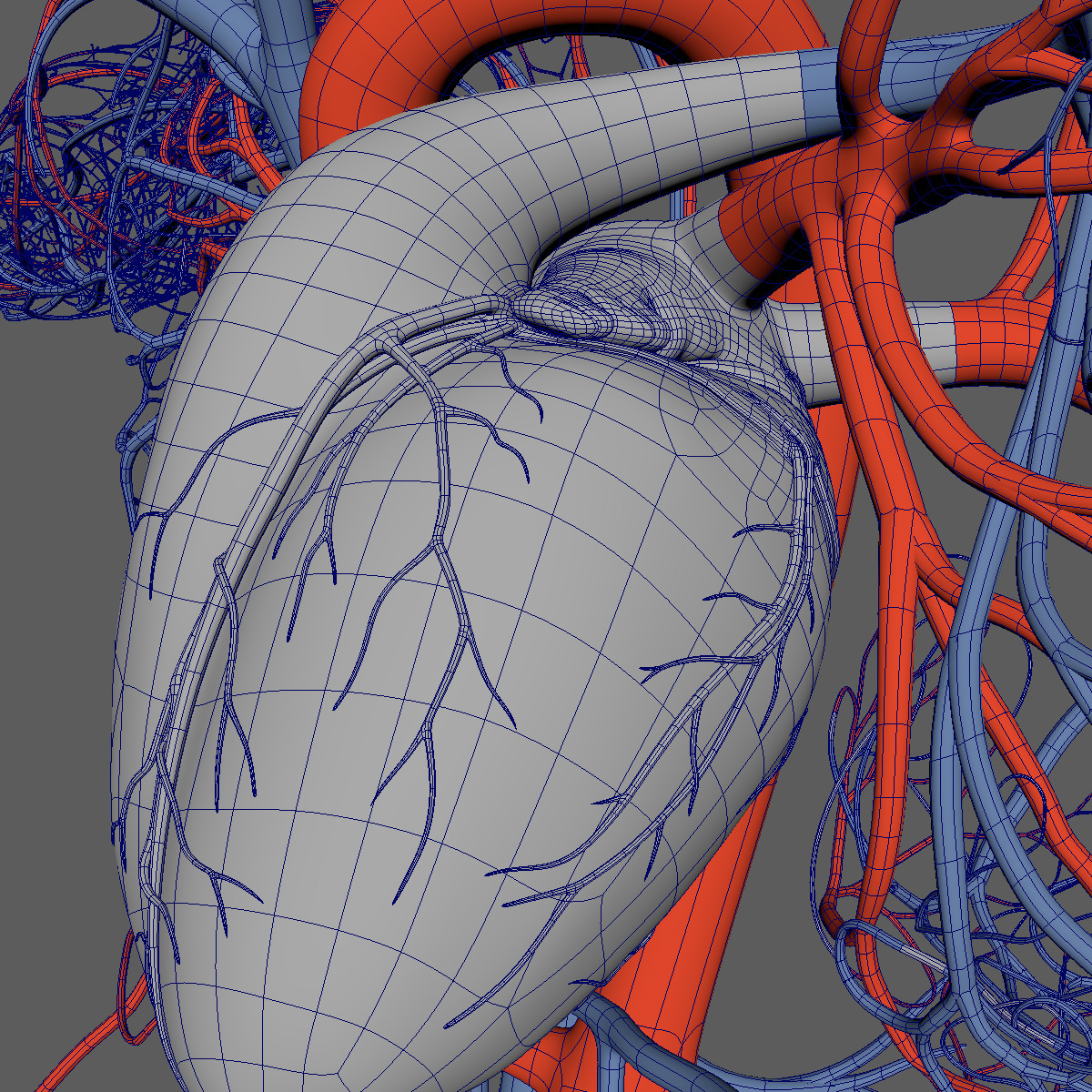 3D human circulatory - TurboSquid 1242662