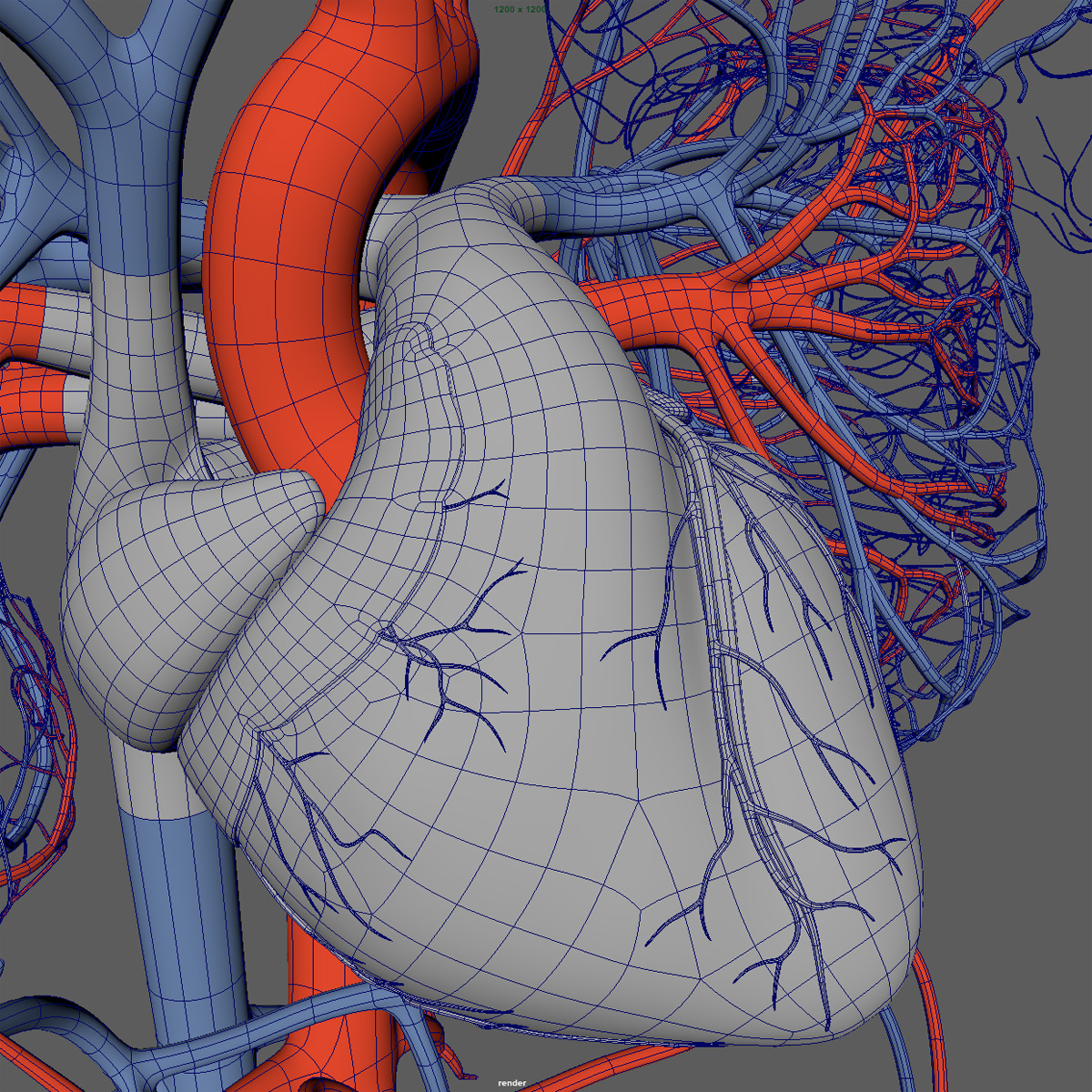 3D human circulatory - TurboSquid 1242662