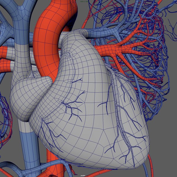 3D human circulatory - TurboSquid 1242662