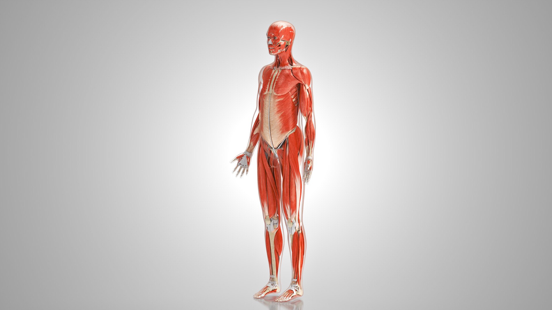 Musculoskeletal System With Body 3D Model - TurboSquid 1924459