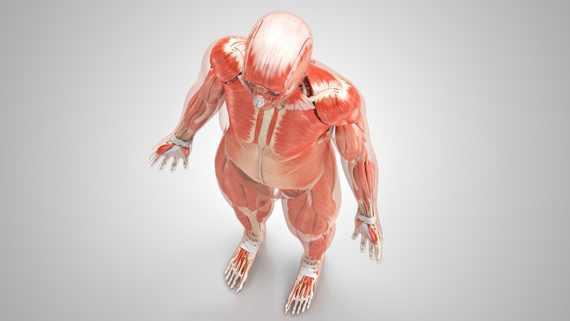 Musculoskeletal System With Body 3D Model - TurboSquid 1924459
