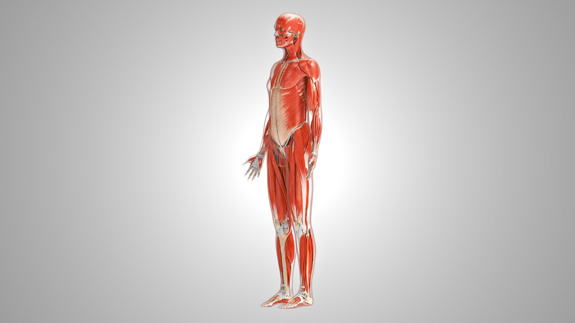 Musculoskeletal System With Body 3D Model - TurboSquid 1924459