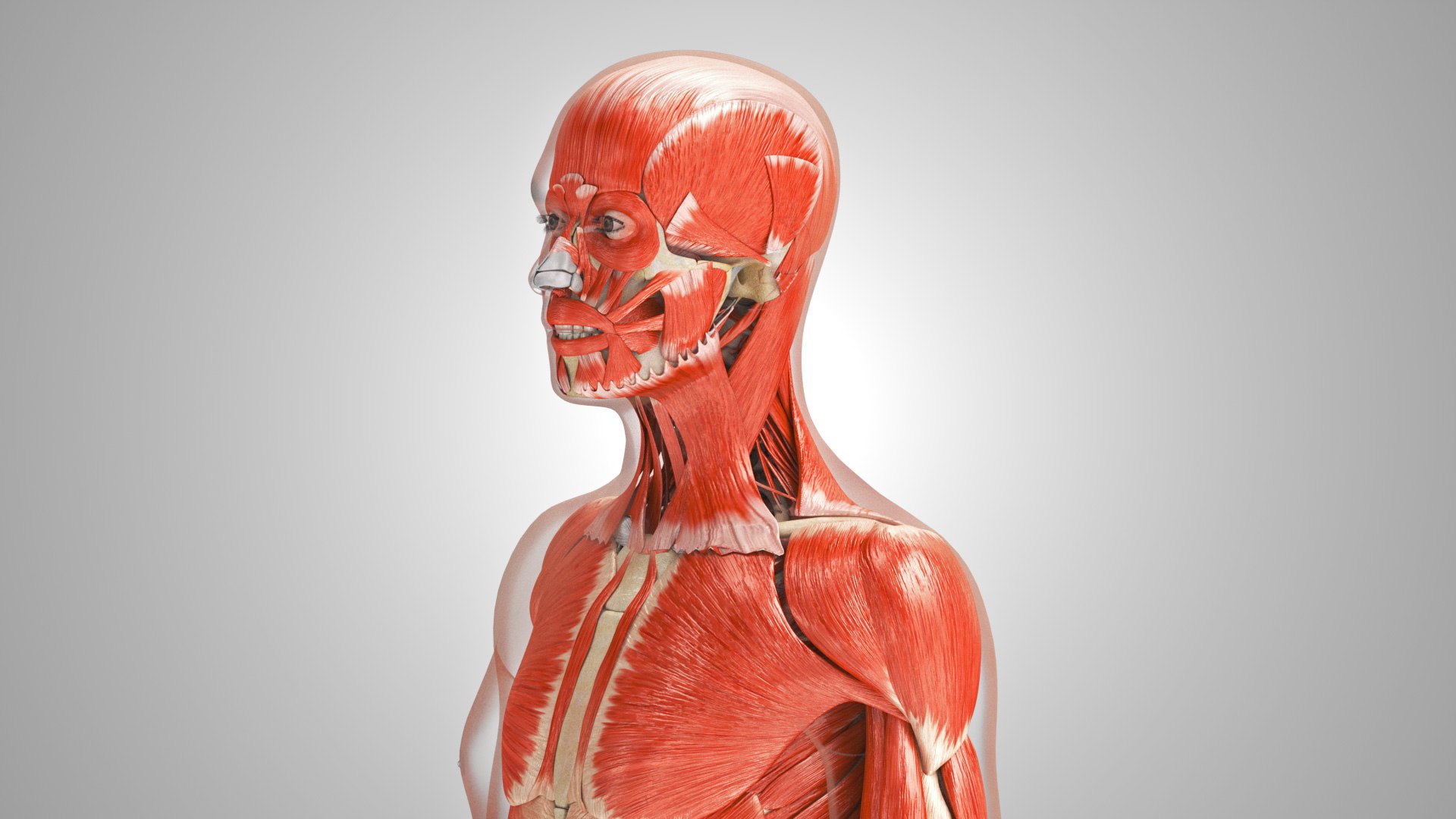 Musculoskeletal System With Body 3D Model - TurboSquid 1924459