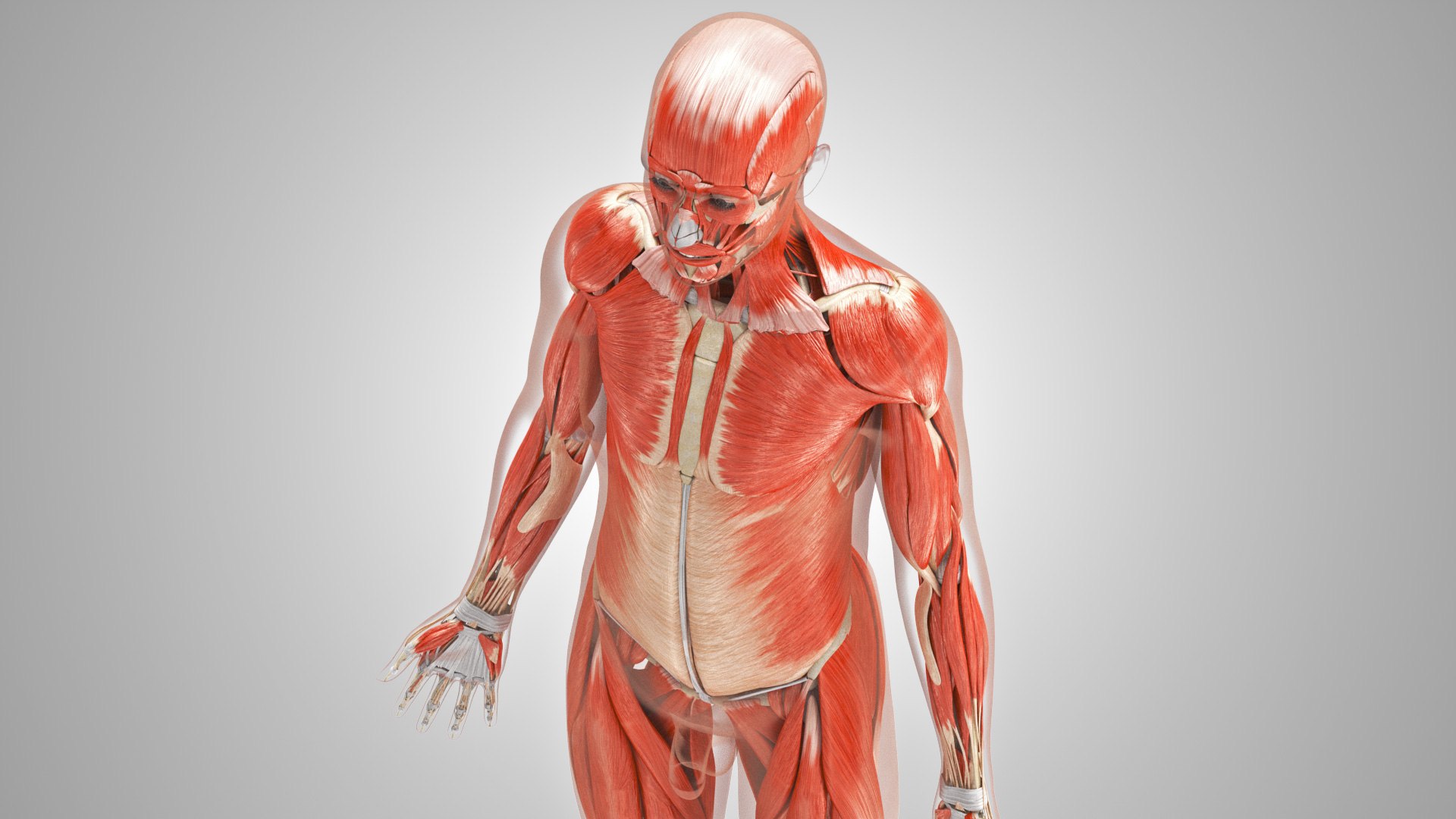 Musculoskeletal System With Body 3D Model - TurboSquid 1924459
