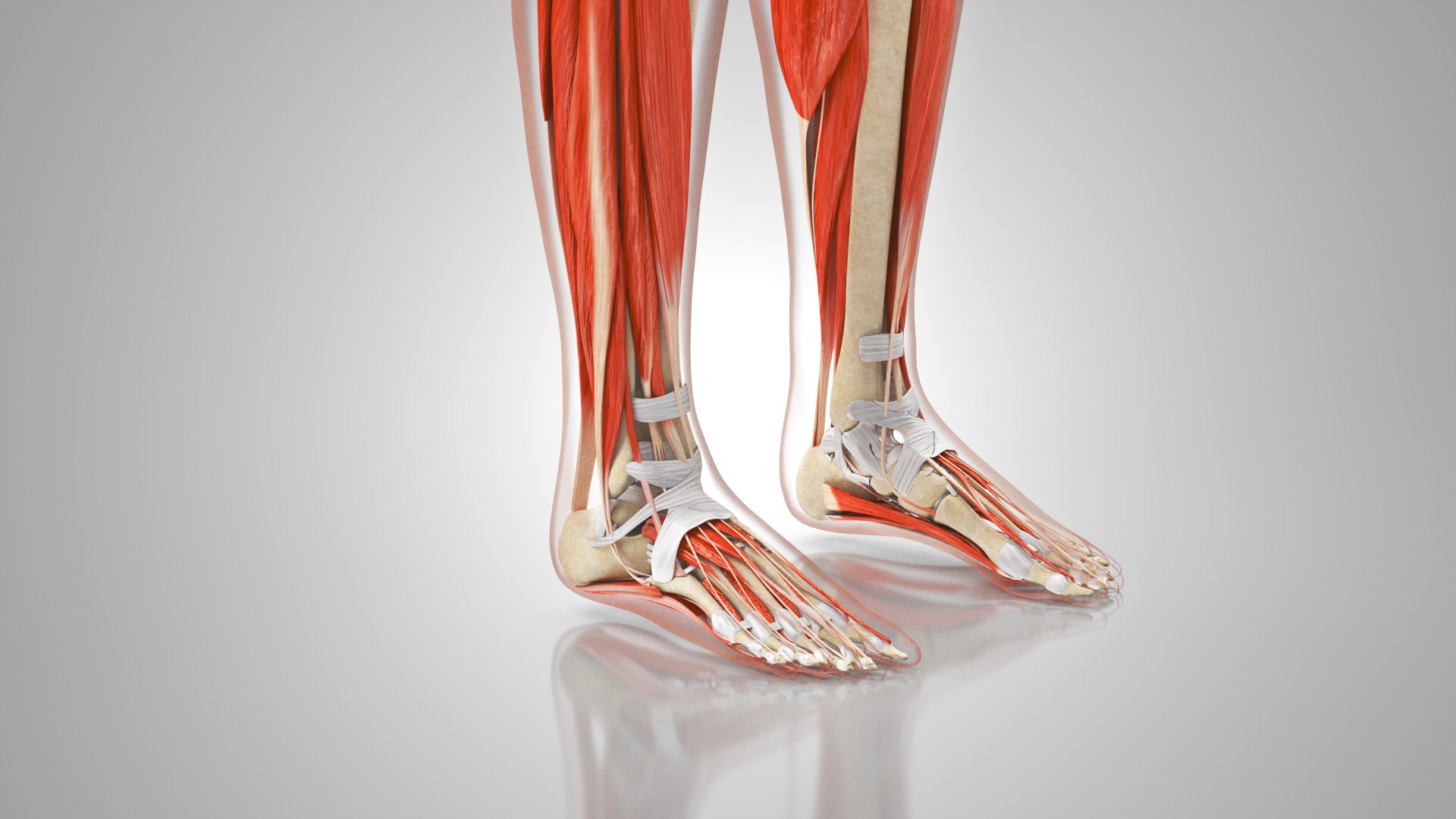 Musculoskeletal System With Body 3D Model - TurboSquid 1924459