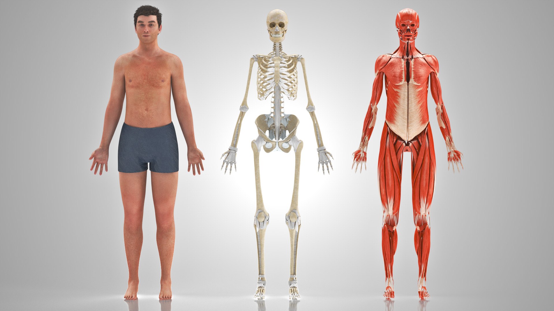 Musculoskeletal System With Body 3D Model - TurboSquid 1924459
