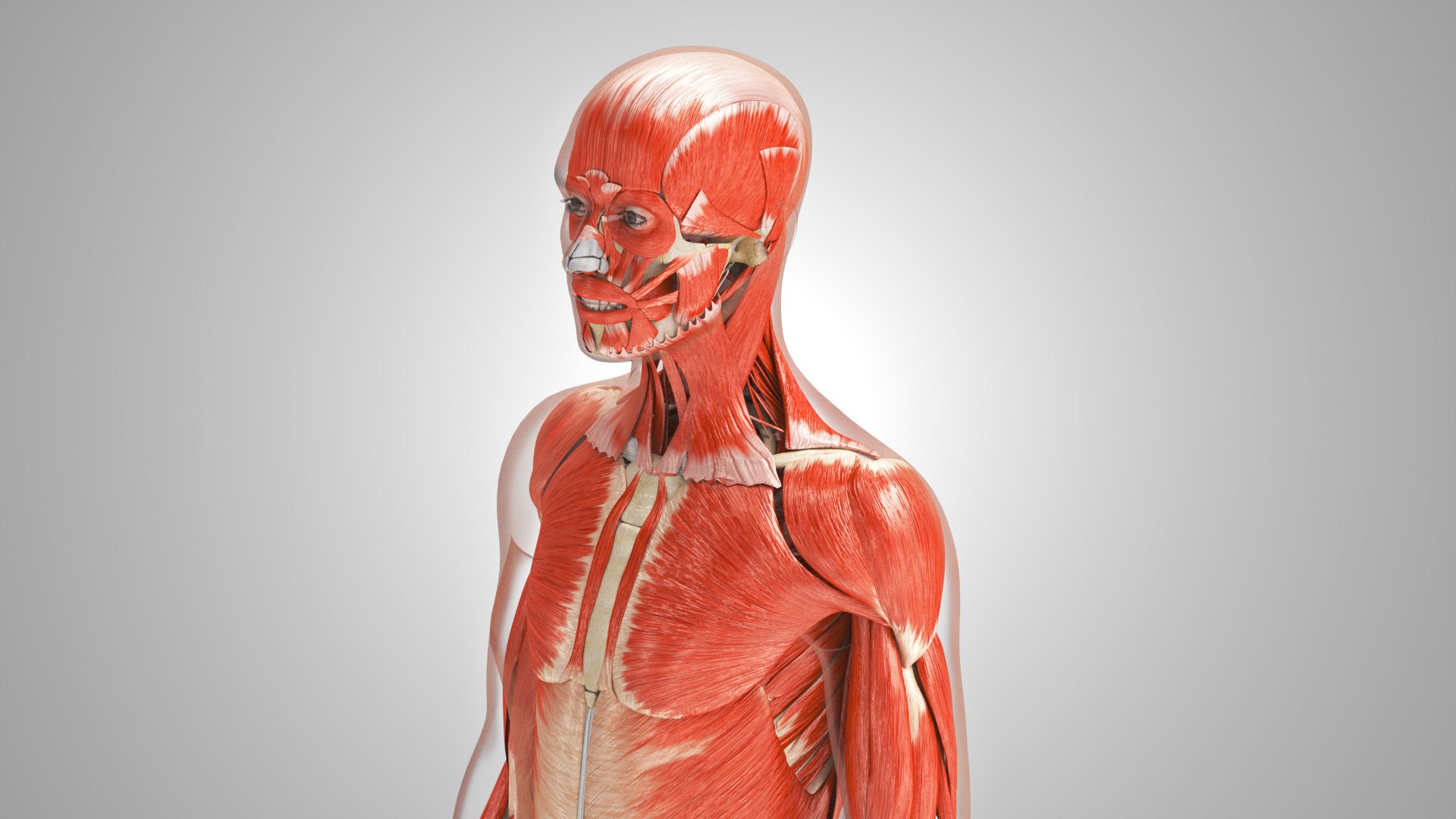 Musculoskeletal system with Body 3D model - TurboSquid 1924459