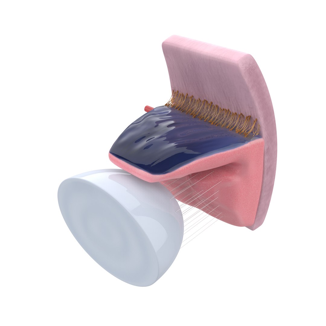 3D Human Eye Dissection Model - TurboSquid 1366982