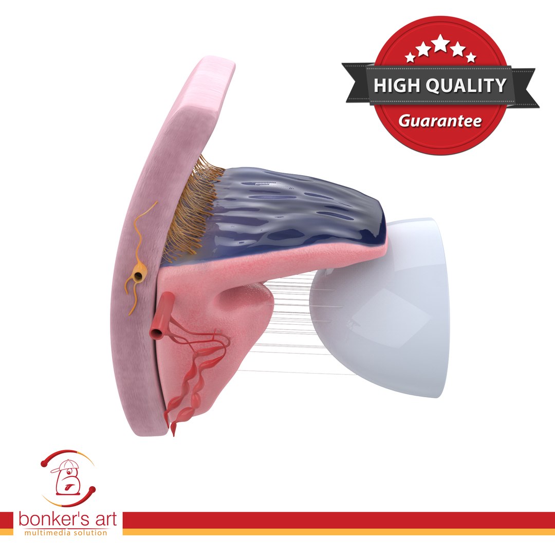 3D Human Eye Dissection Model - TurboSquid 1366982