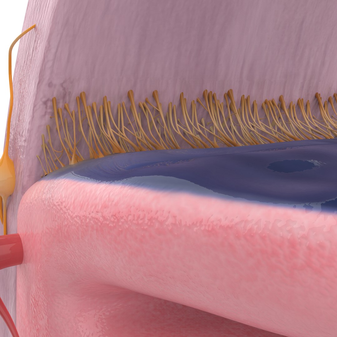 3D Human Eye Dissection Model - TurboSquid 1366982