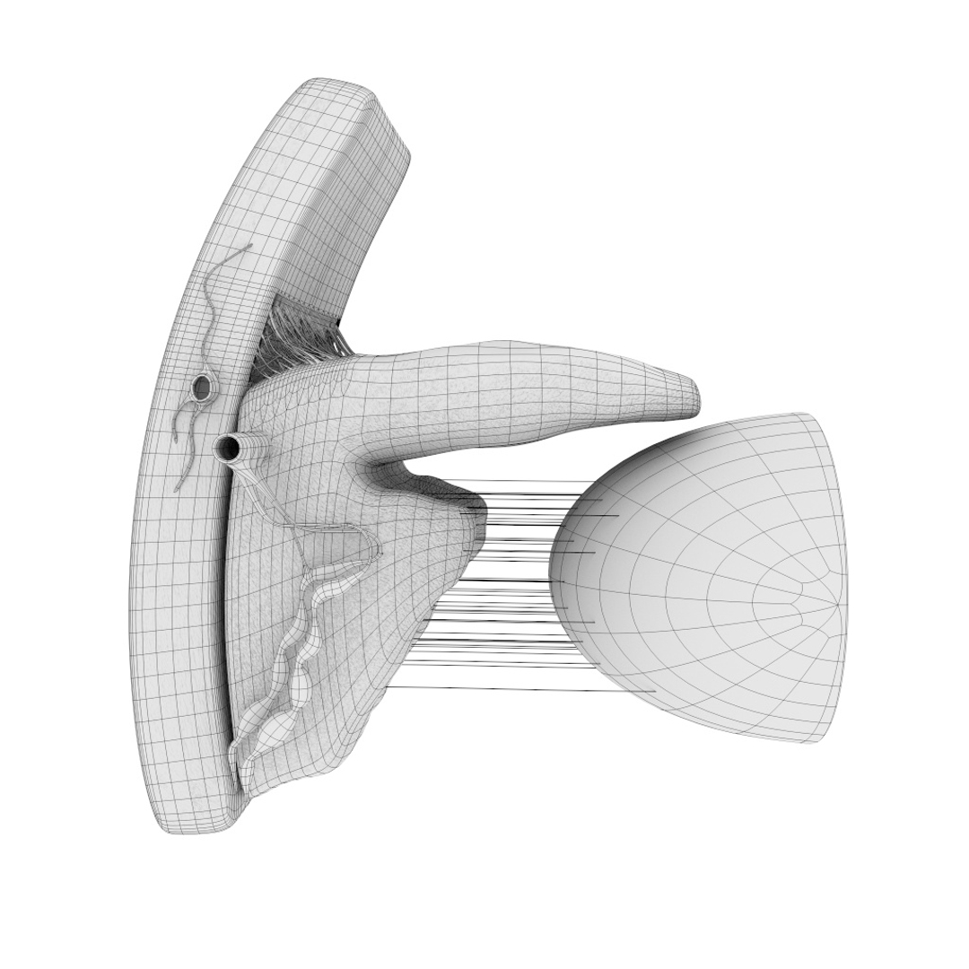 3D Human Eye Dissection Model - TurboSquid 1366982